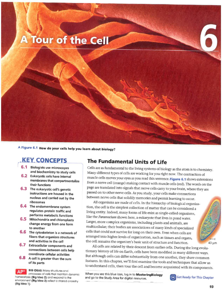 Chapter 6 A Tour of The Cell | PDF