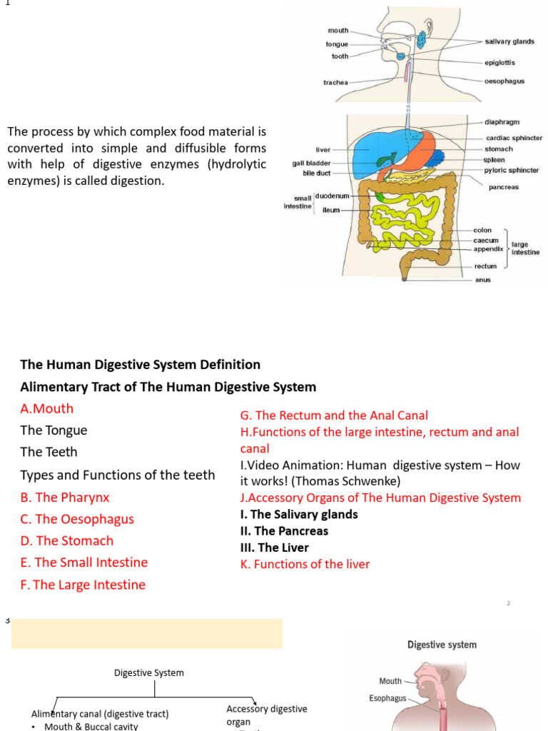 Human Digestive System | PDF