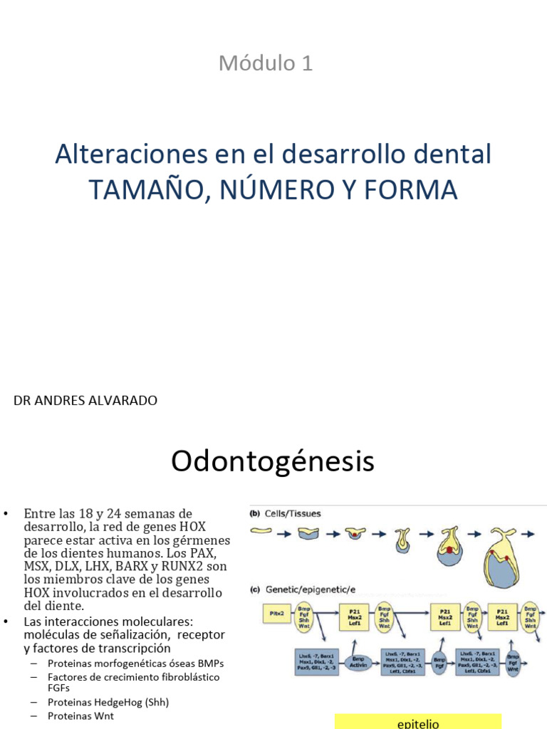 Alteracion de Tamaño, Numero y Forma | PDF