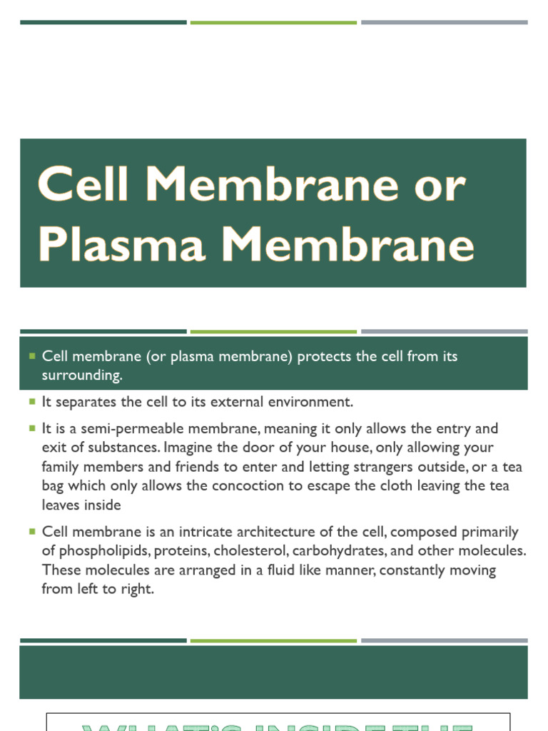 Lesson 11 Plasma Membrane | PDF | Cell Membrane | Self-Improvement