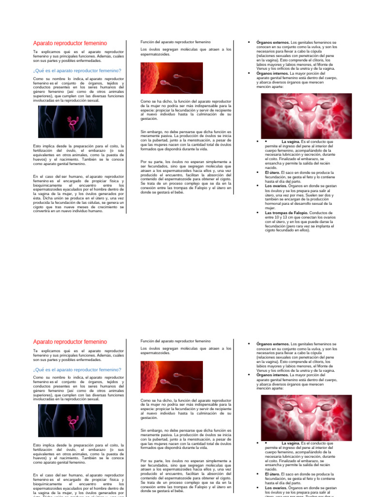 Aparato Reproductor Femenino Triptico | PDF