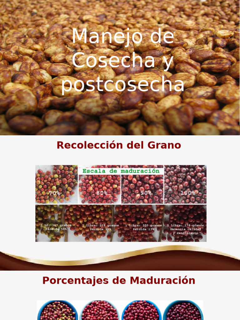 Manejo de Cosecha y Post Cosecha | PDF | Cocina, comidas y vino