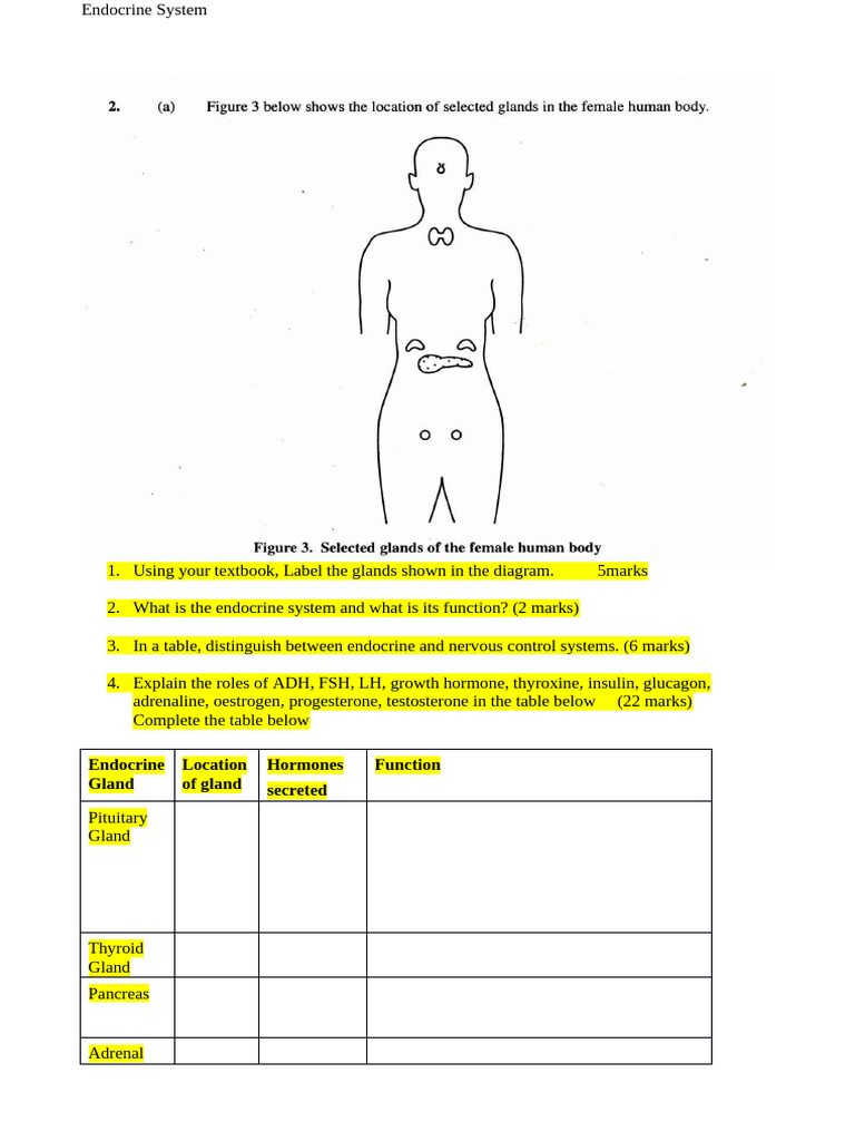 Endocrine system worksheet (2) | PDF