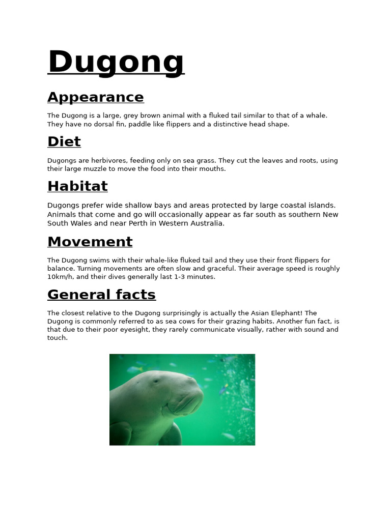 Dugong Dugon | PDF