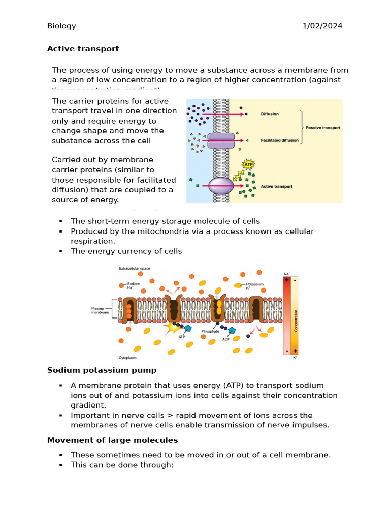 Active Transport | PDF