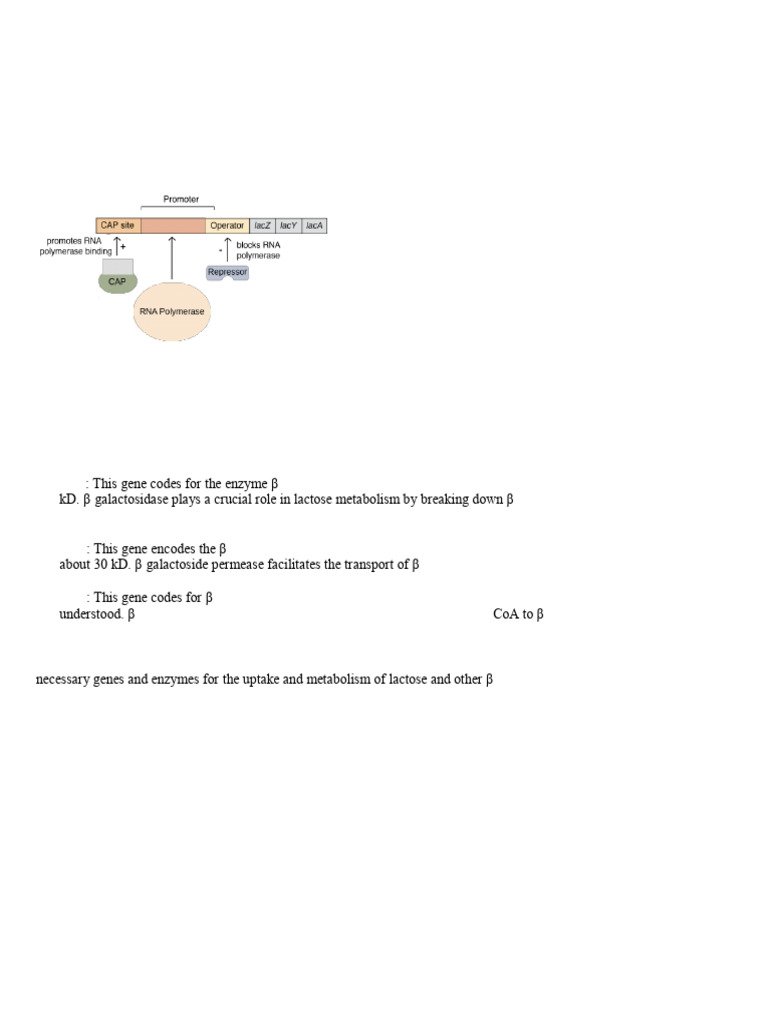 Unit 4 Mol Bio Pdf Operon Science And Mathematics