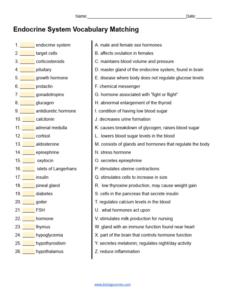 Endocrine System Vocabulary Matching Pdf