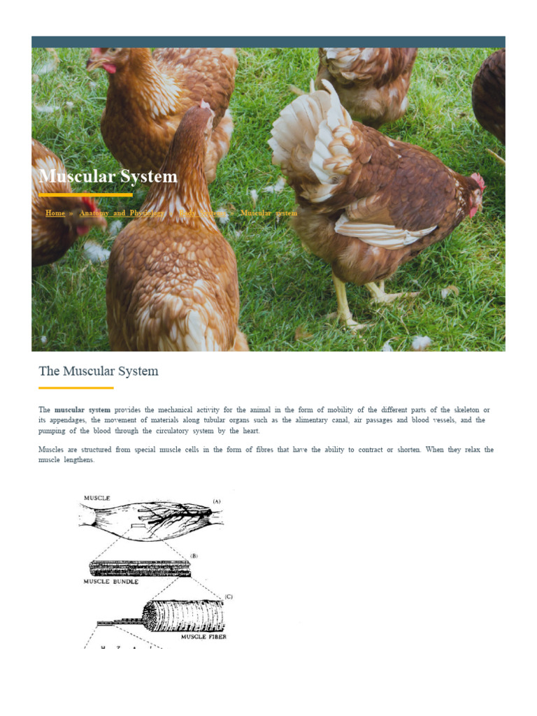 Muscular System - Poultry Hub Australia | PDF