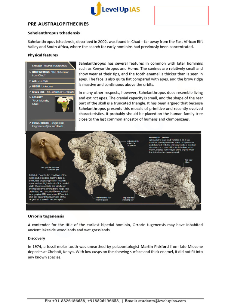40_Anthropology_Foundation_1_0_Handout_40_australopithecus | PDF