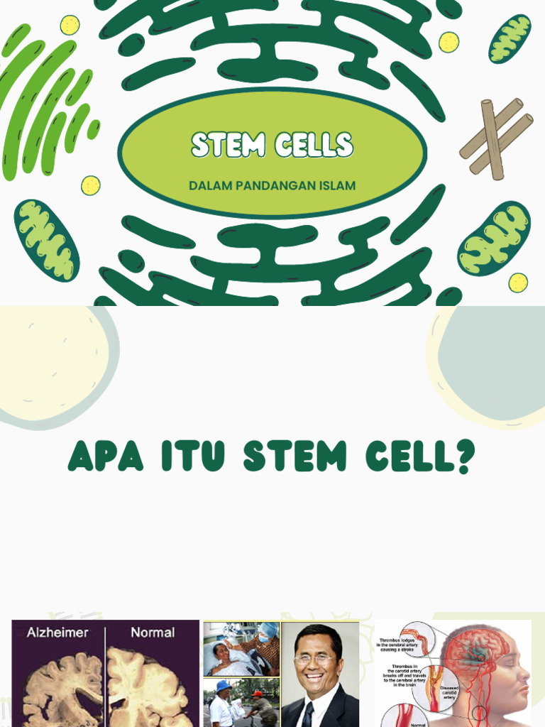 Stem Cell | PDF