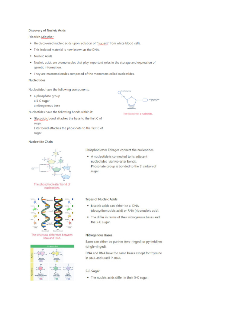 Nucleic Acids (G10) | PDF