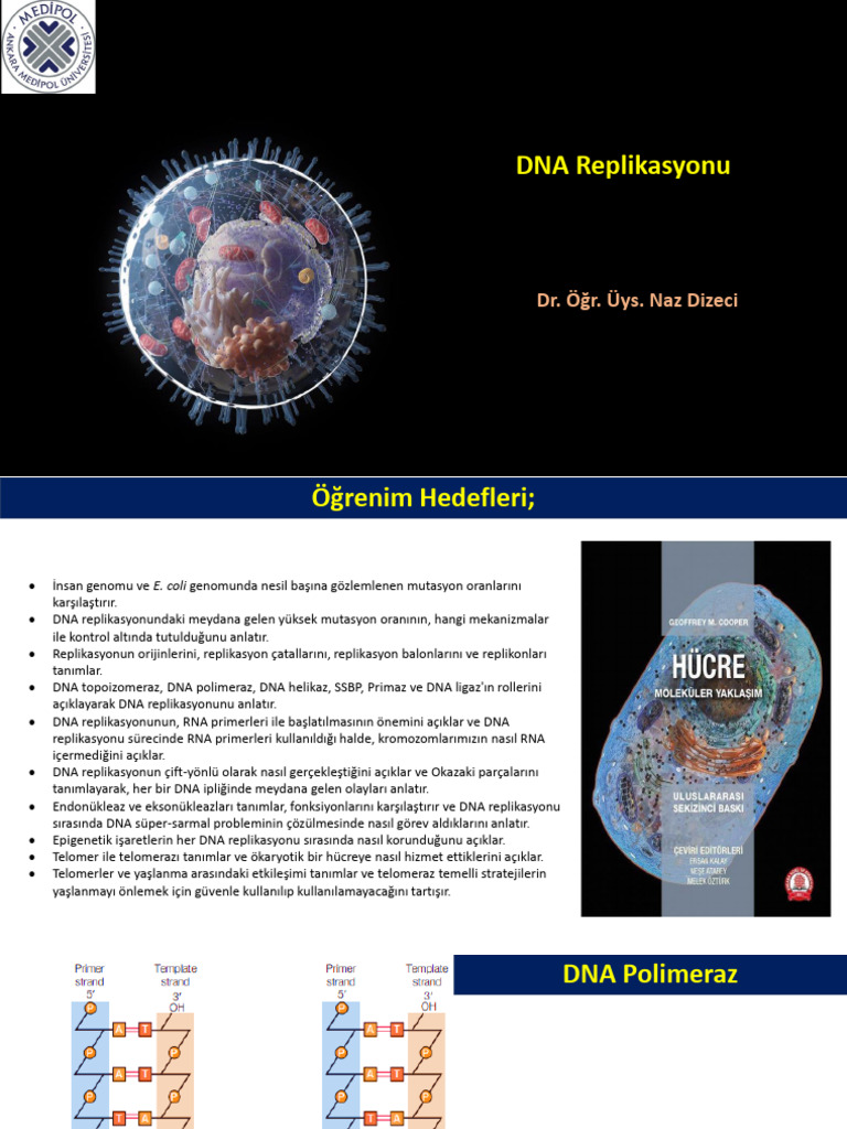 2. DNA Replikasyonu HsU | PDF