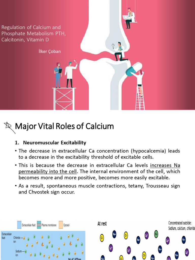 14 Regulation of Calcium and Phosphate Metabolism PTH, Calcitonin | PDF