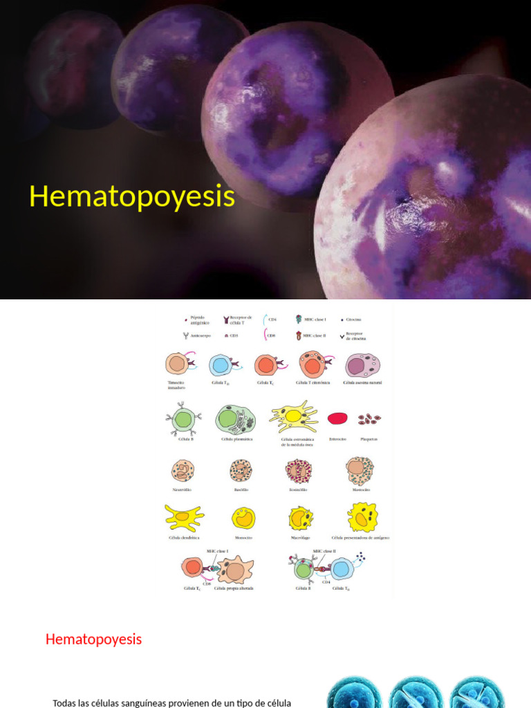 Hematopoyesis y Linfocitos | PDF