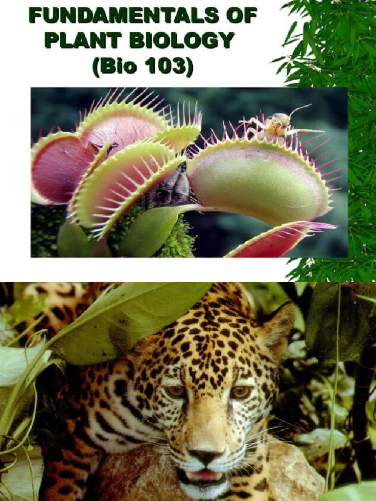 fundamentals-of-botany | PDF