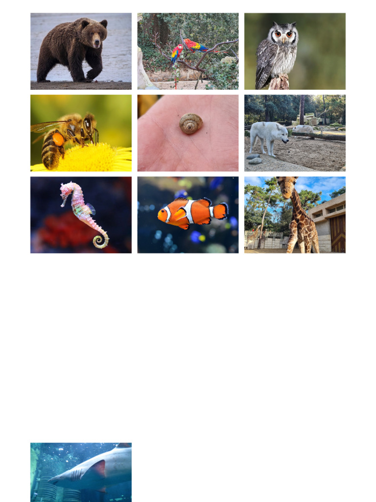 Images-Animaux-Trie 3 | PDF