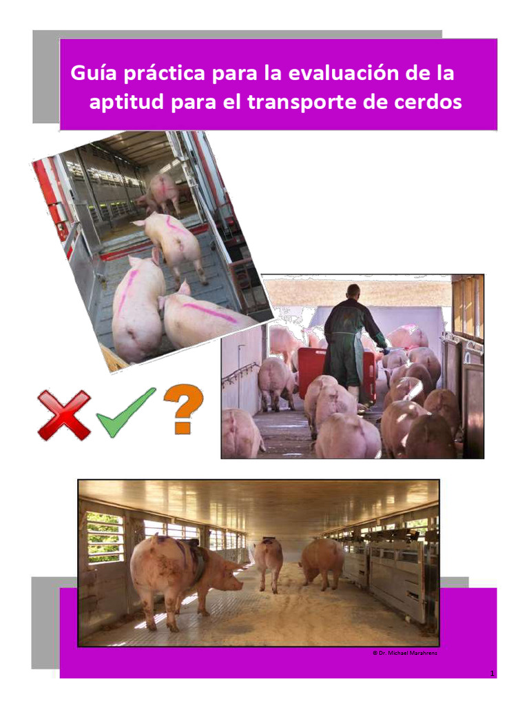 GUIA Evaluacion - TRANSP - CERD | PDF