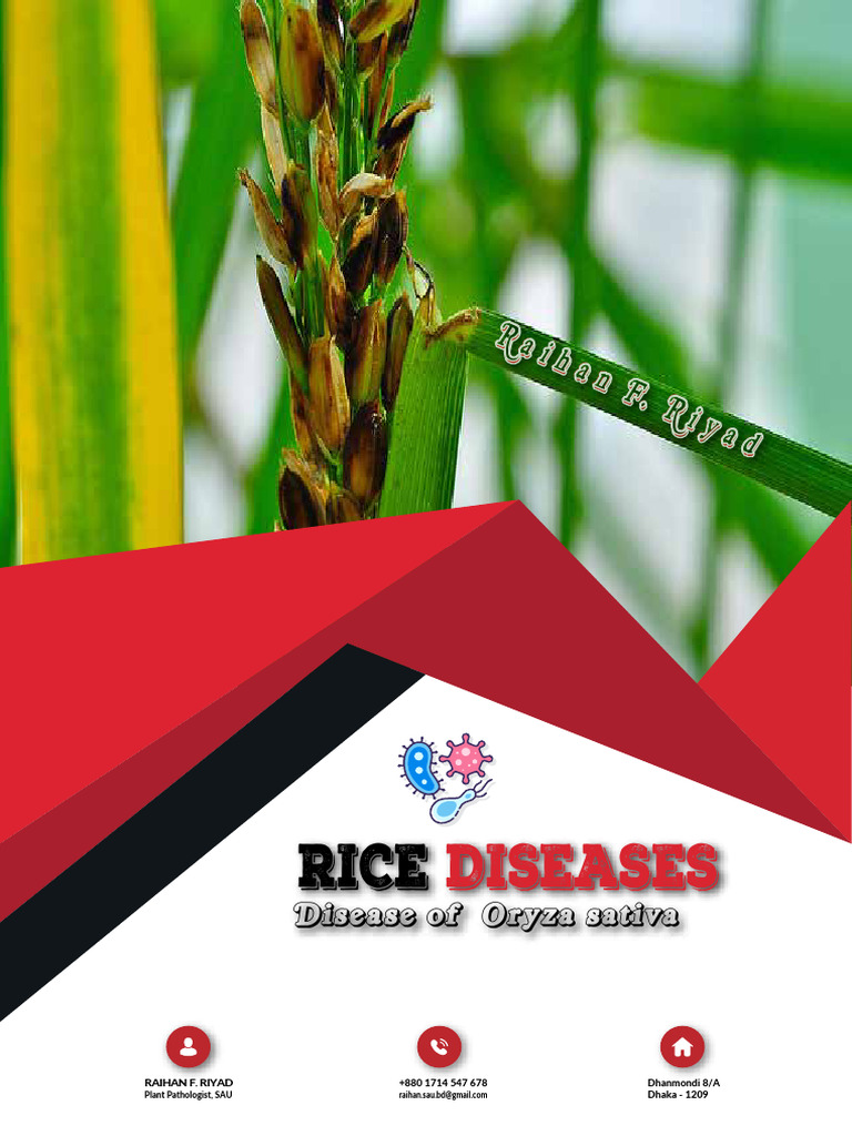 Rice Diseases | PDF