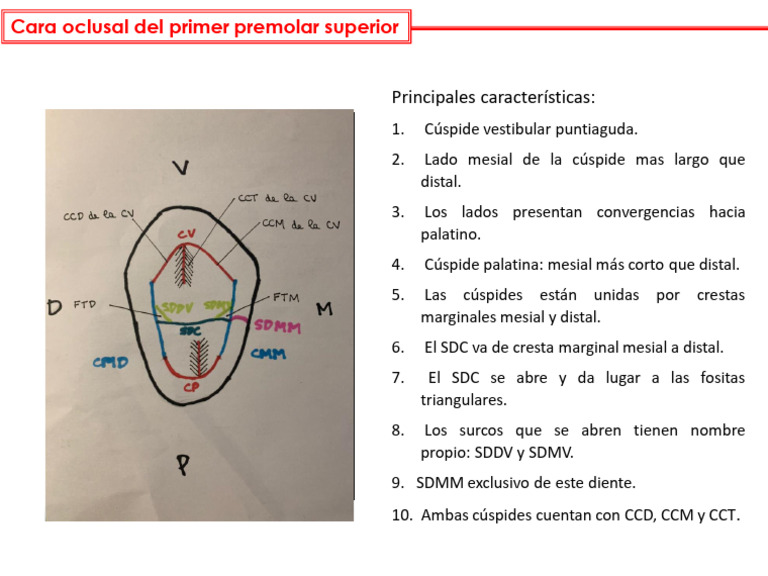 CARA OCLUSAL PRIMER PREMOLAR SUPERIOR | PDF