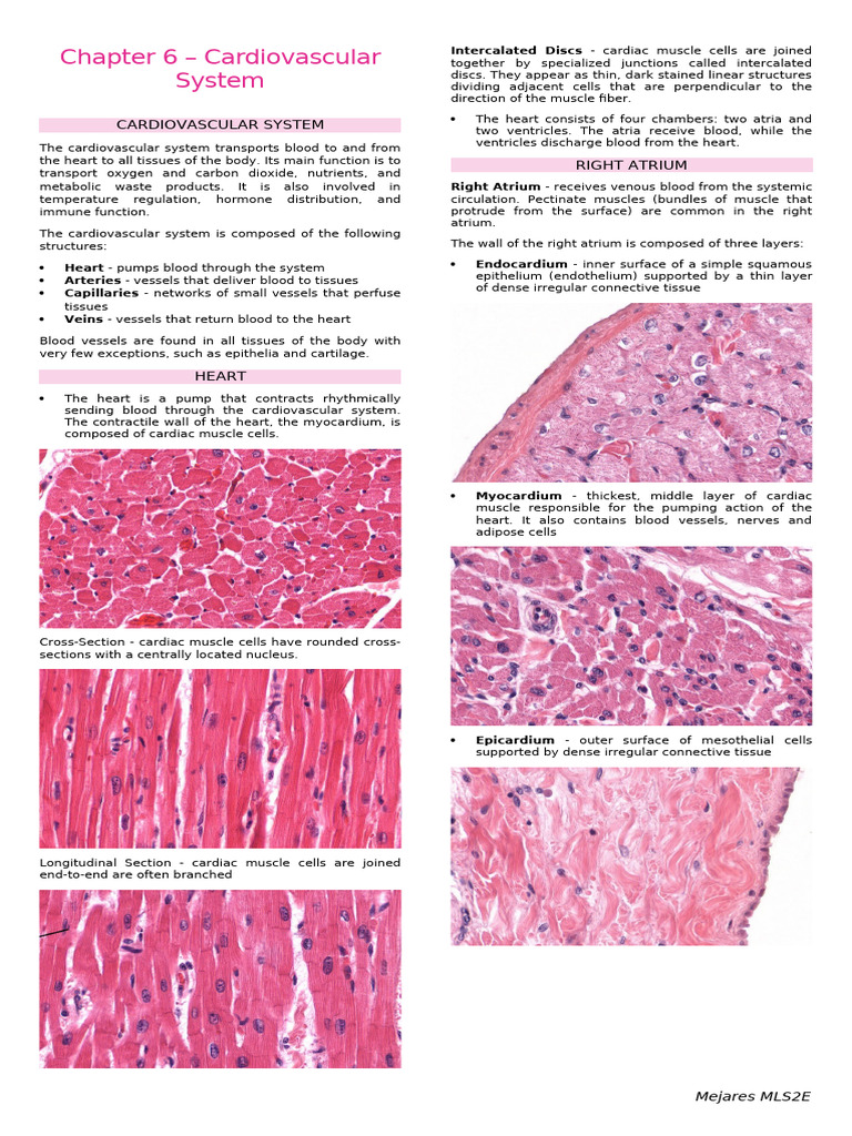 Cardiovascular System Histology Lab 1 | PDF Cardiovascular System Histology Lab 1 | PDF
