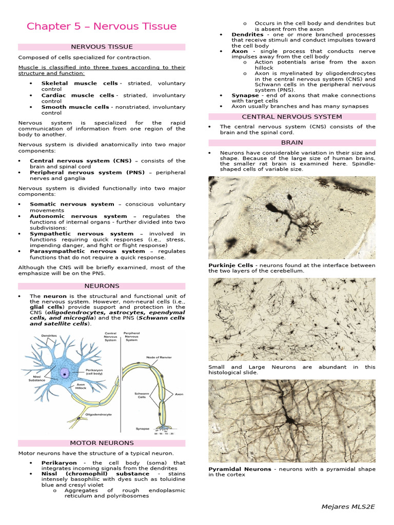 NervousTissue Histology Lab 1 | PDF | Nervous System | Central Nervous ...