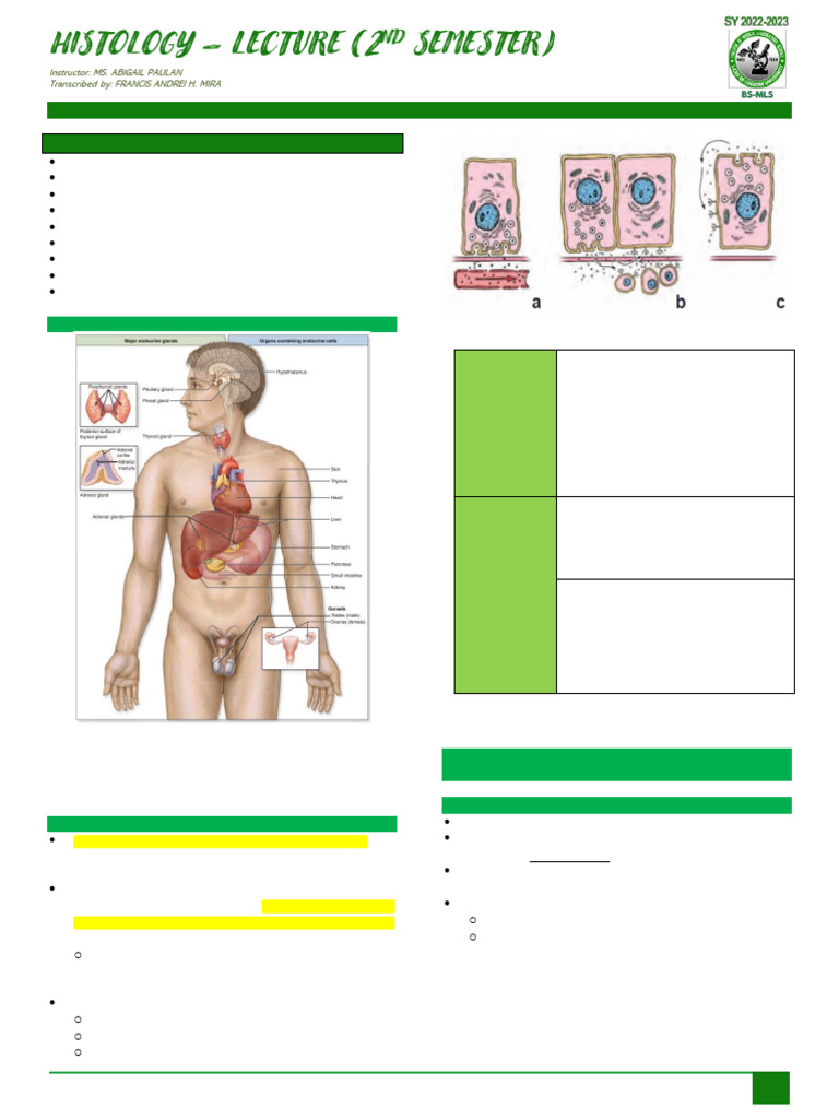 Endocrine Tissue Histo-Lec Mls-2e | PDF