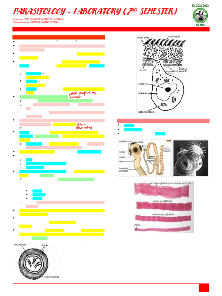 Cestodes para Lab Mls 2e | PDF
