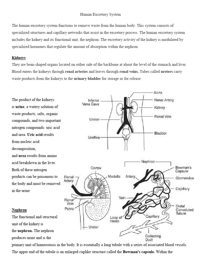 Human Excretory System Pdf