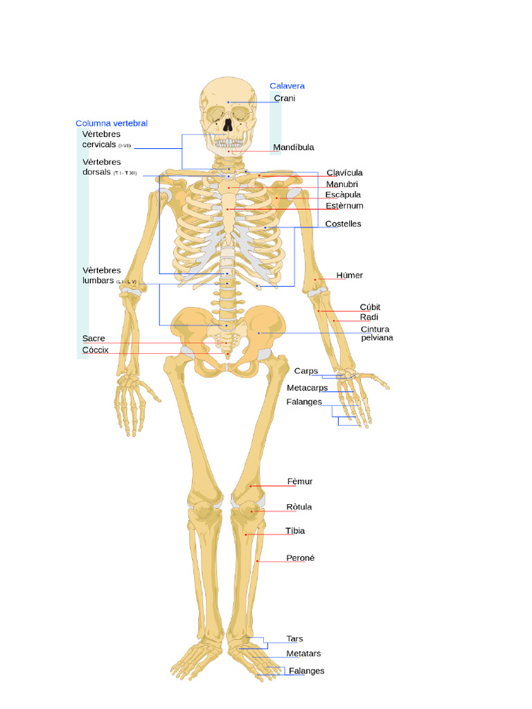 Esquelet humà i músculs del cos | PDF