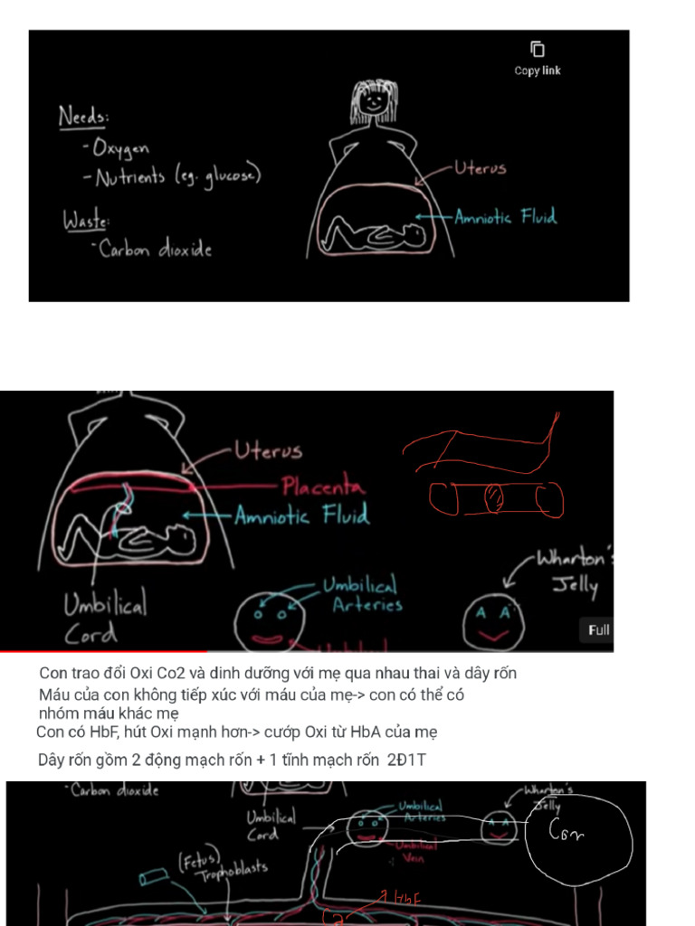 TUẦN HOÀN 2 - THAI NHI | PDF