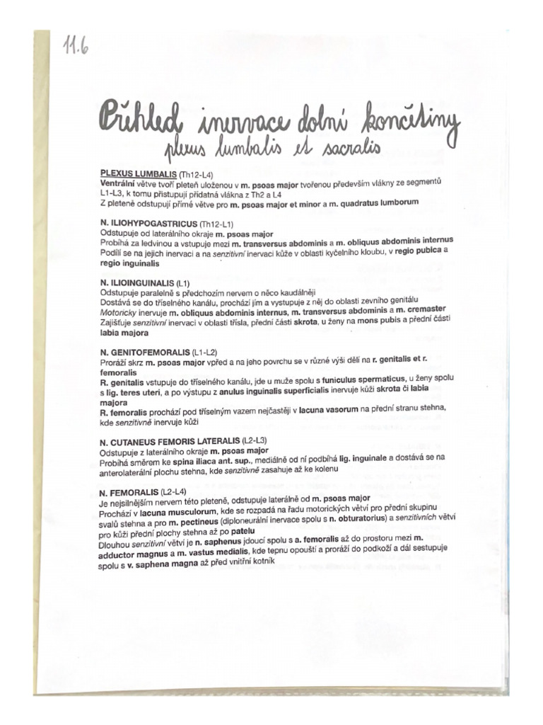 Inervace Dolní Končetiny | PDF