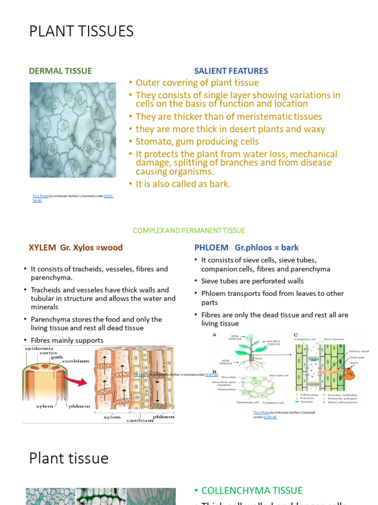 Plant Tissues | PDF