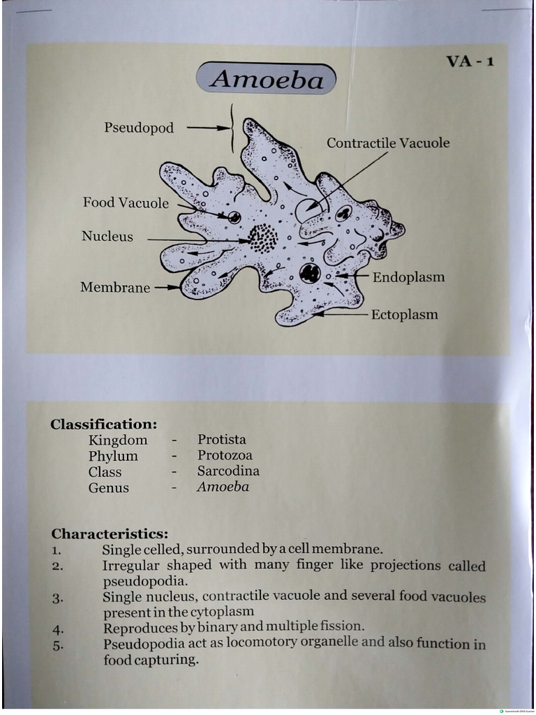 Class 11 Bio Practical Spotting Material | PDF