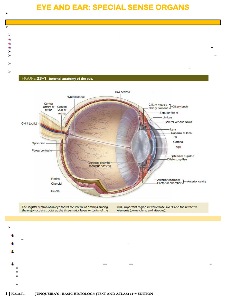 Histology - (Eye and Ear - Special Sense Organs) | PDF