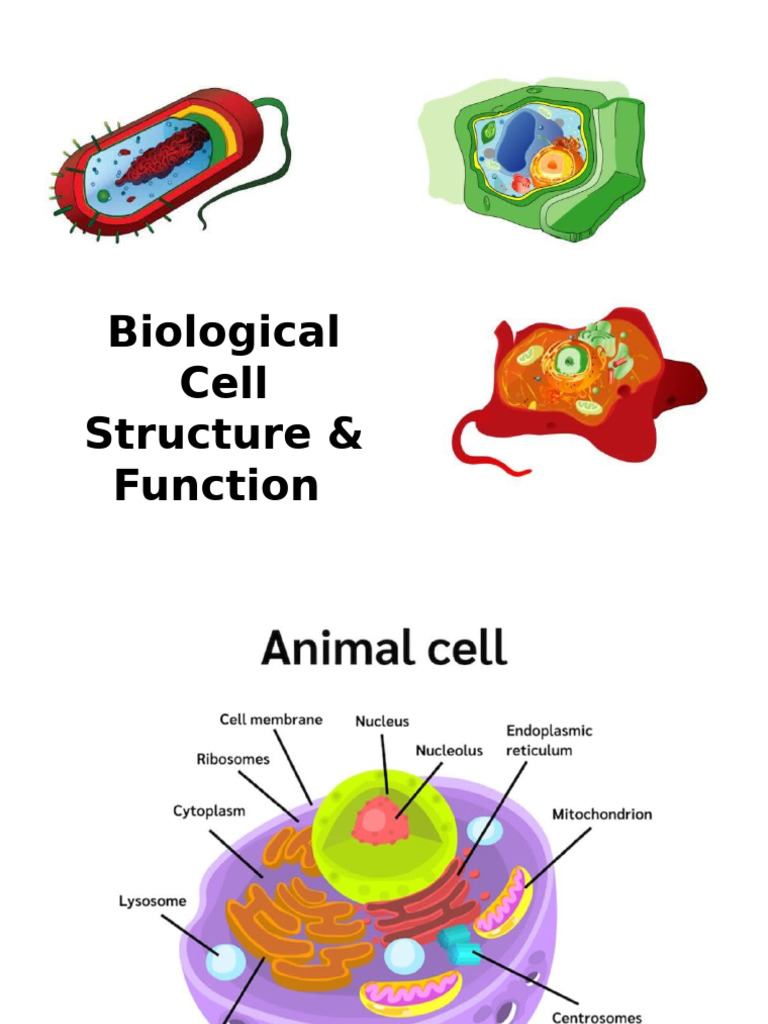 Lesson 2. Cell Organelles Nickname Student | PDF | Cell (Biology ...
