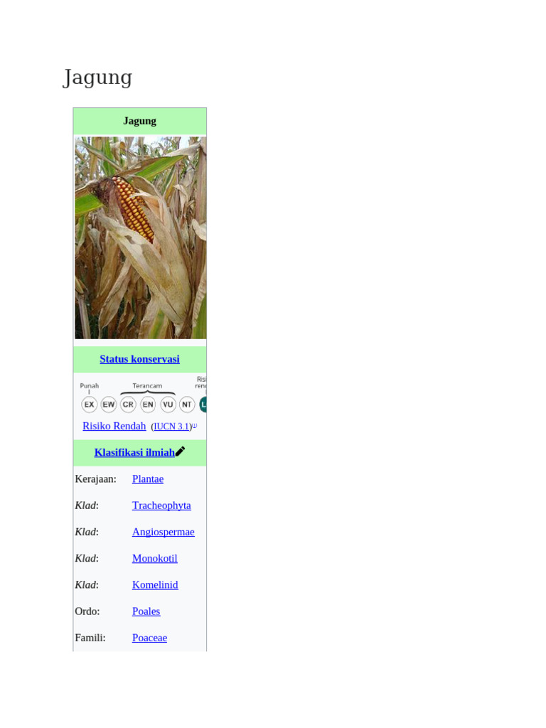 Bunga Jagung | PDF