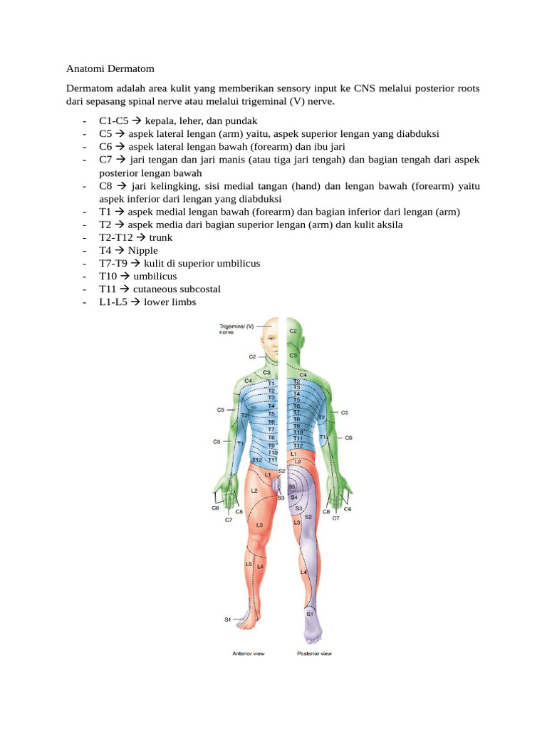 Anatomi Dermatom | PDF