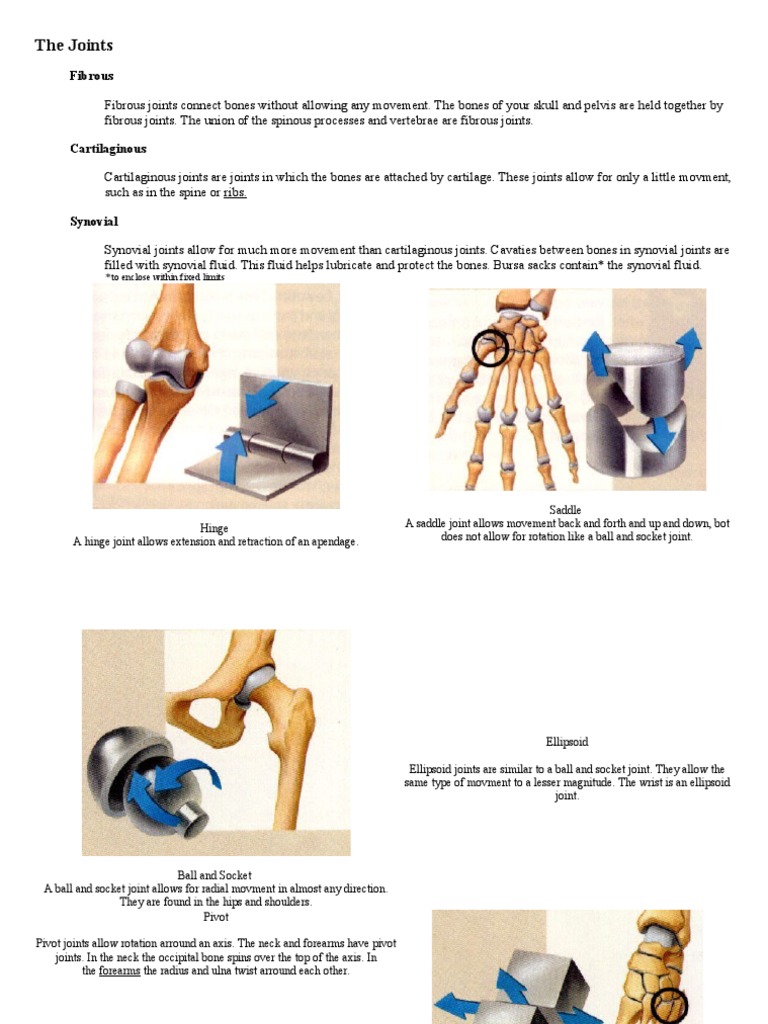 An In-Depth Look at Joint Structure and Function | PDF | Joint | Arthritis