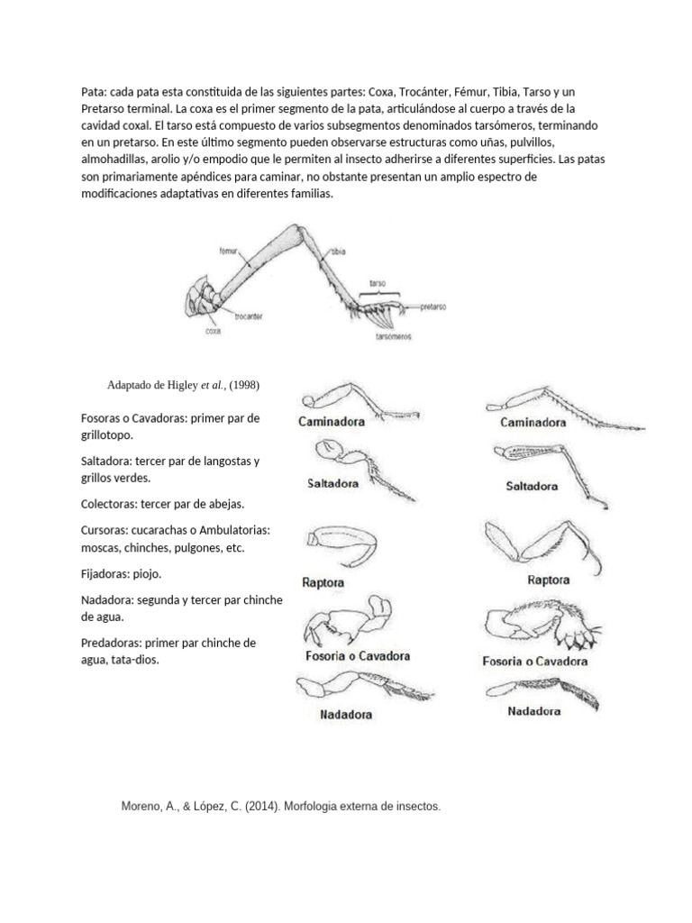 Parts de La Pata | PDF | Hogar, jardinería y bricolaje