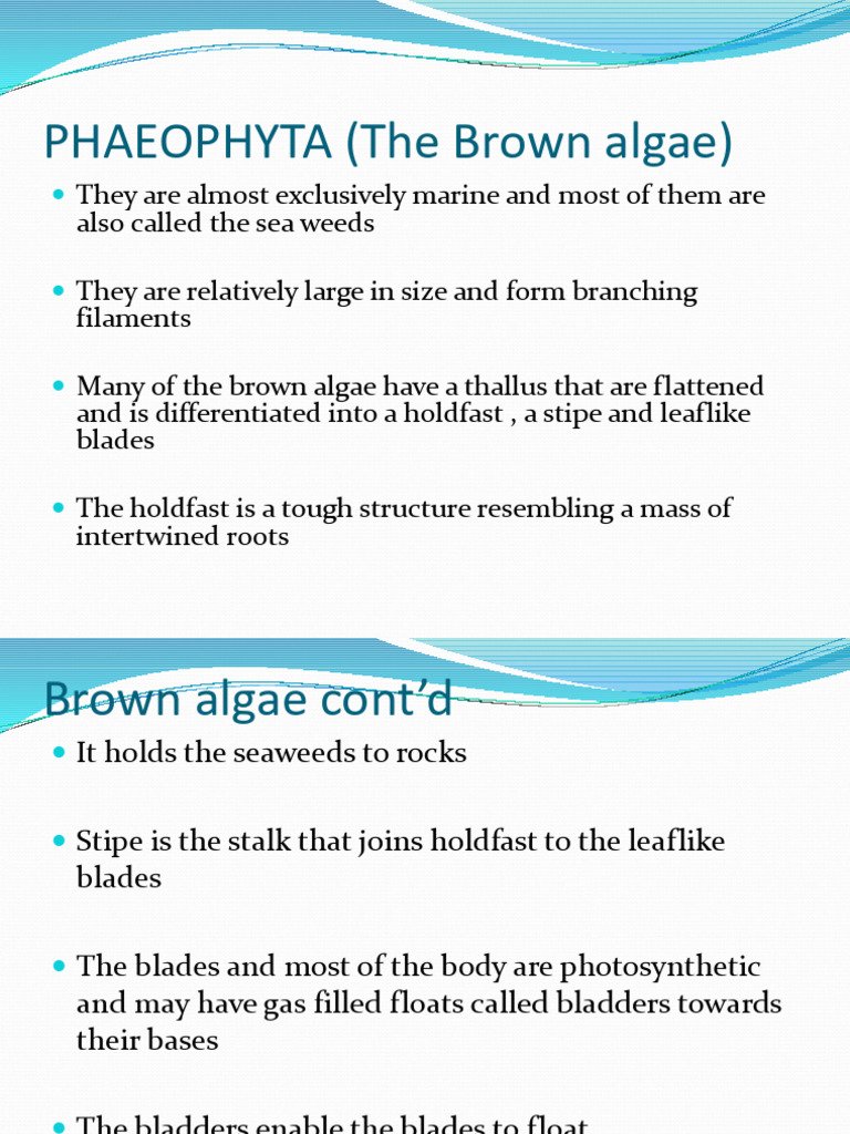 Oogamous Reproduction in Brown Algae | PDF | Sexual Reproduction | Sperm