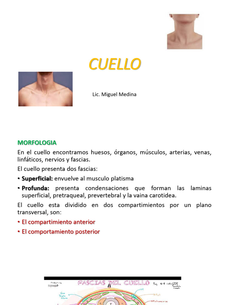 CUELLO | PDF