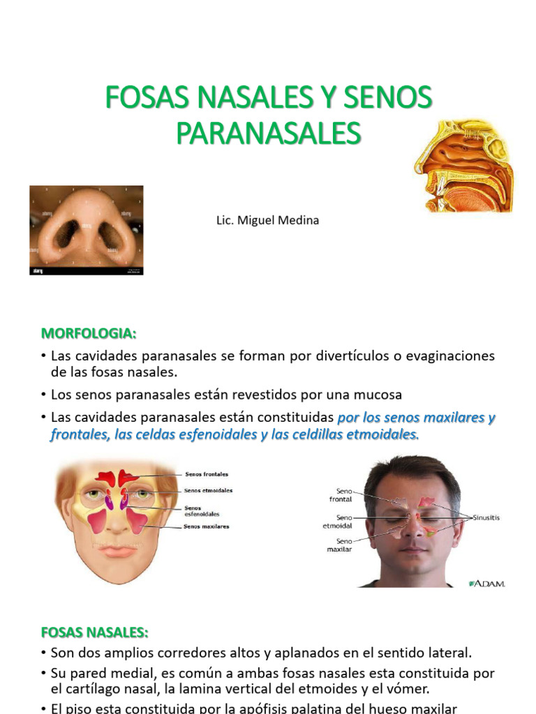Fosas Nasales y Senos Paranasales | PDF