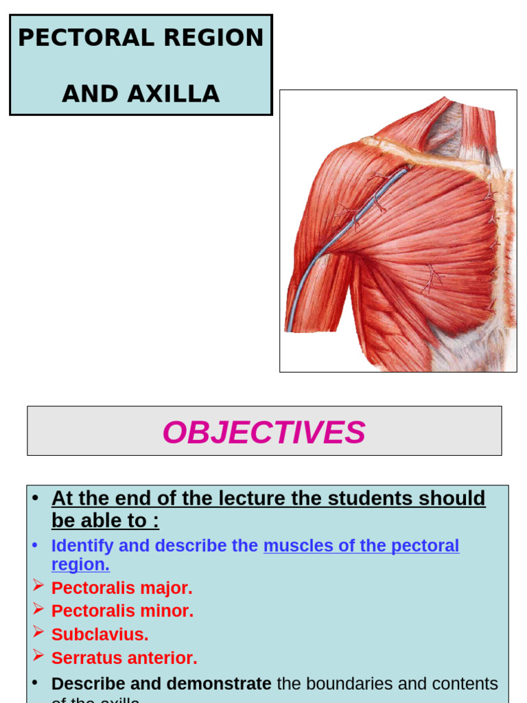 08 Pectoral Region & Axilla | PDF