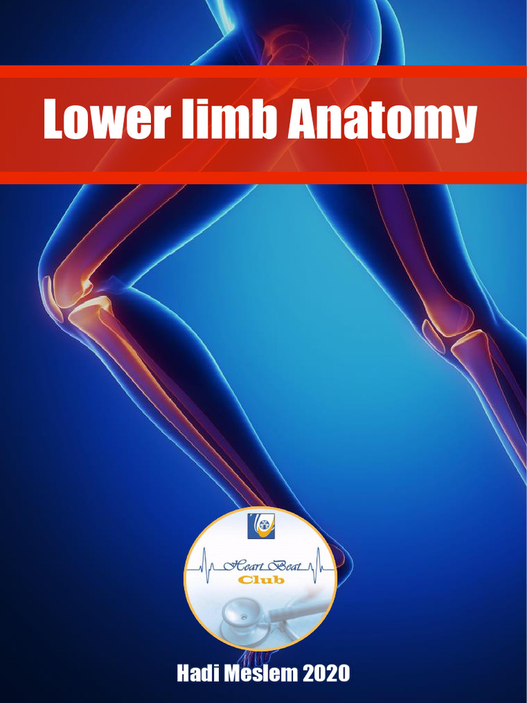 Lower Limb-1 - 240214 - 140026 | PDF
