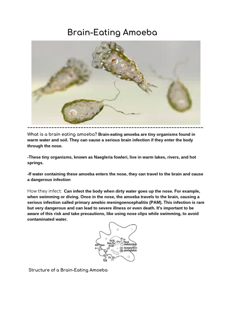 Brain-Eating Amoeba | PDF