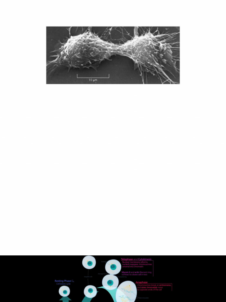 13 Cell Cycle Translate | PDF