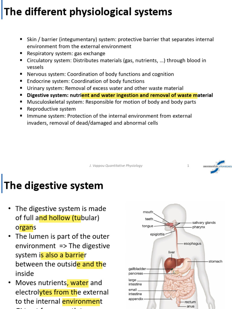 3a DigestiveSystem | PDF