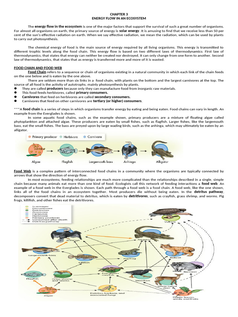 Chapter 3 Energy Flow in An Ecosystem | PDF