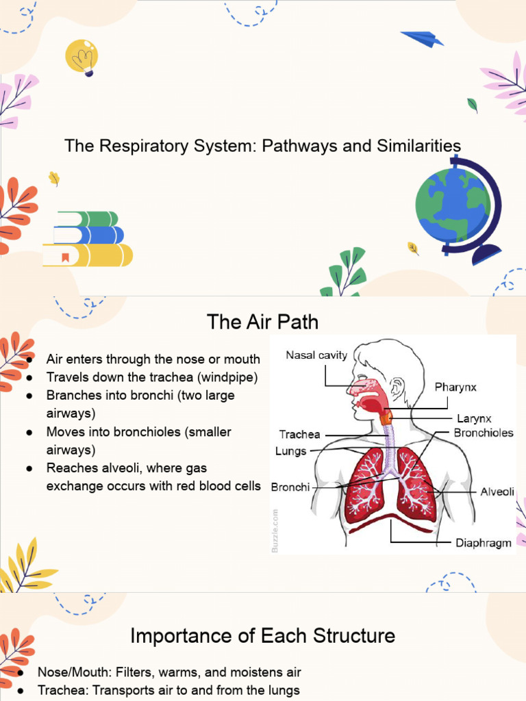 The Respiratory System - Pathways and Similarities | PDF