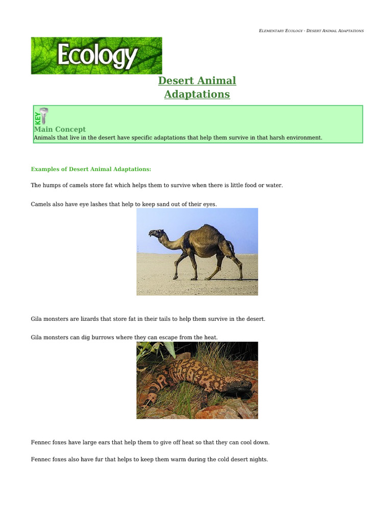 Elementary Ecology - Desert Animal Adaptations | PDF